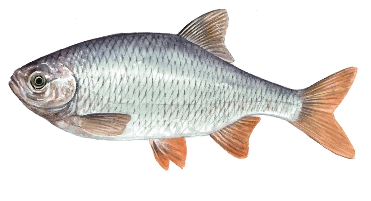 dansmaNature.ch. À la découverte du rotengle.