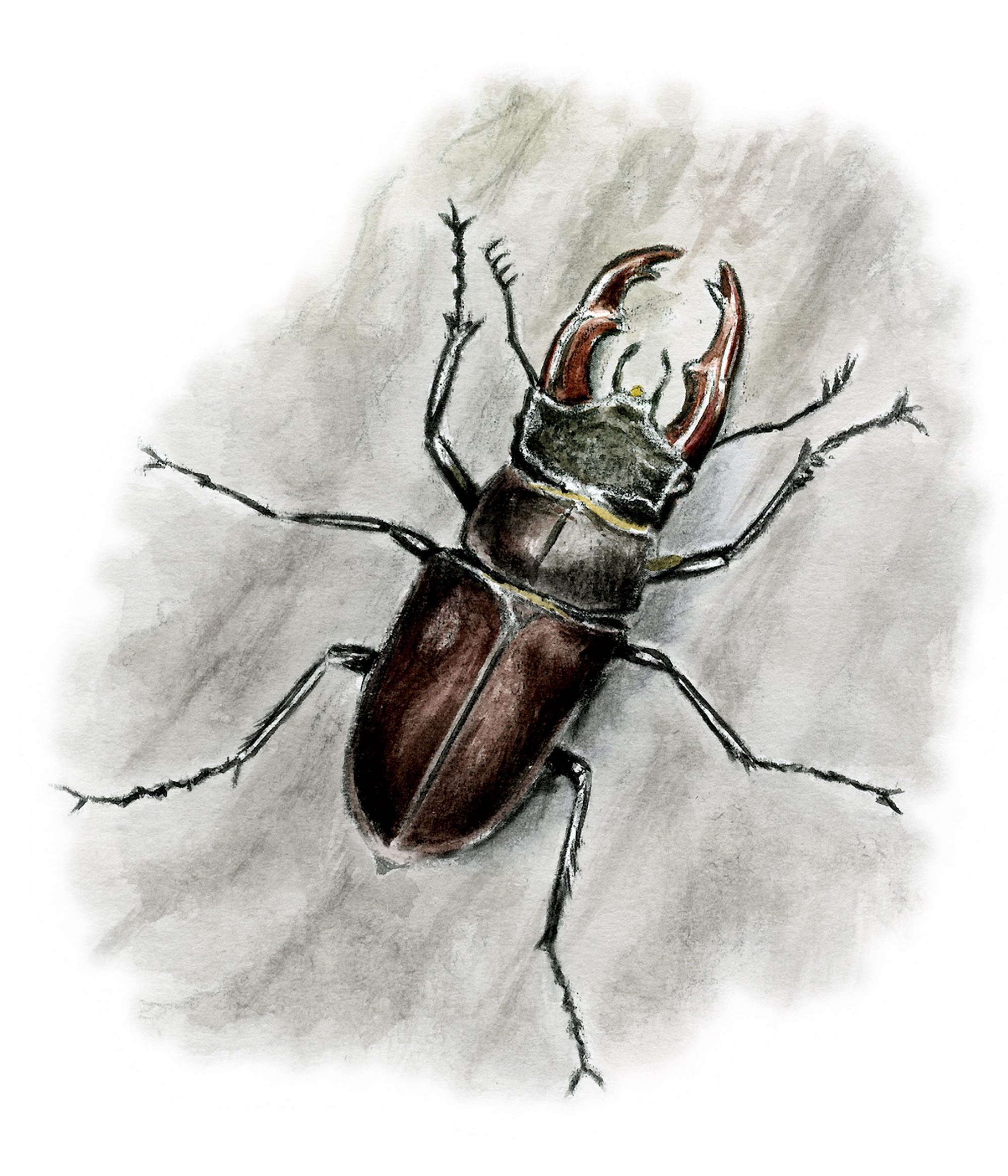 dansmaNature.ch. À la découverte de la lucane.