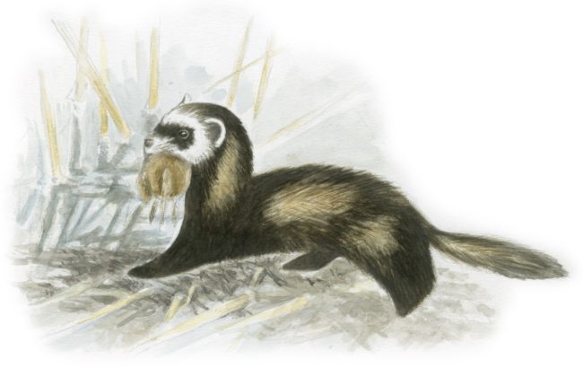 dansmaNature.ch. À la découverte du putois.