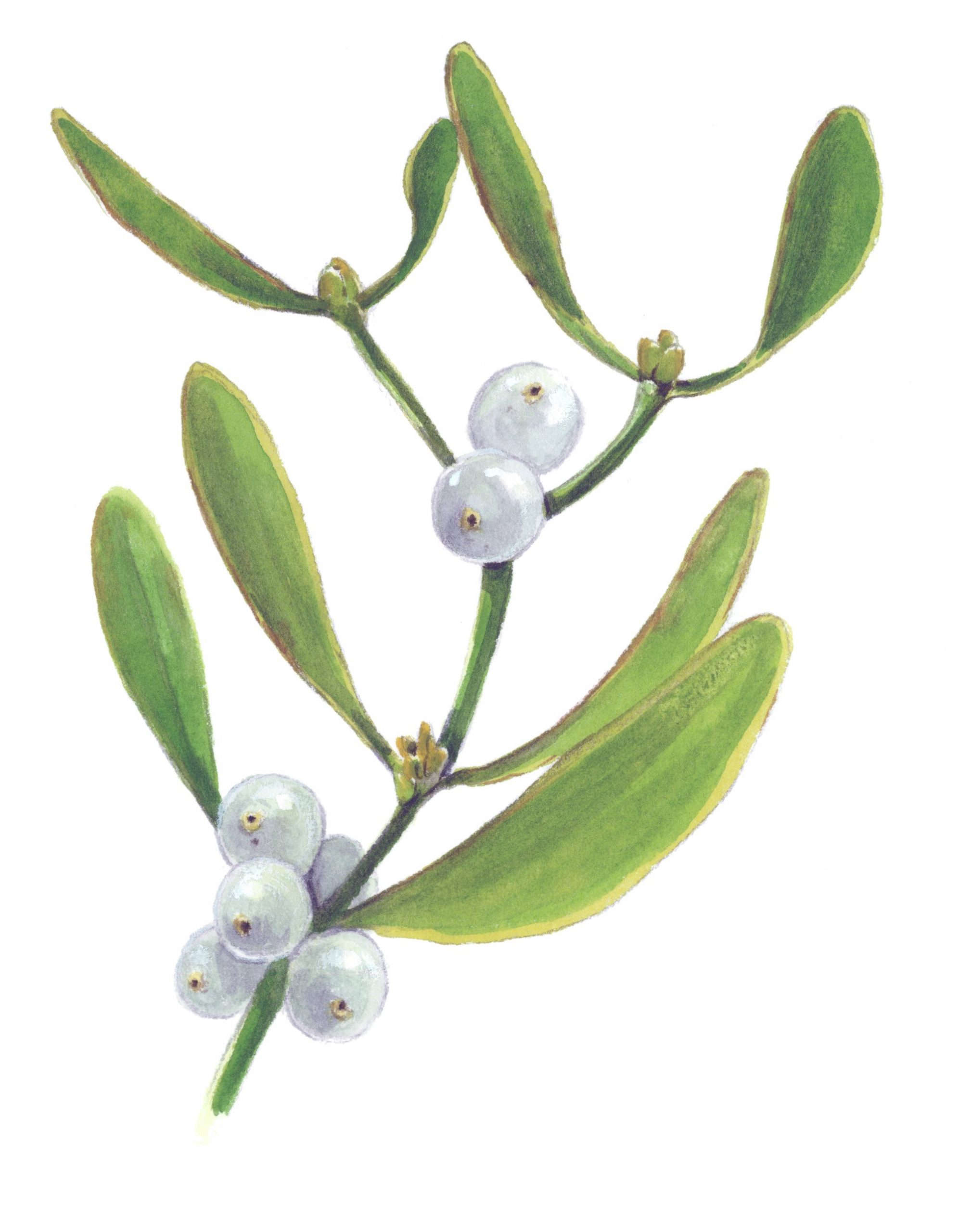 dansmaNature.ch. À la découverte du gui.