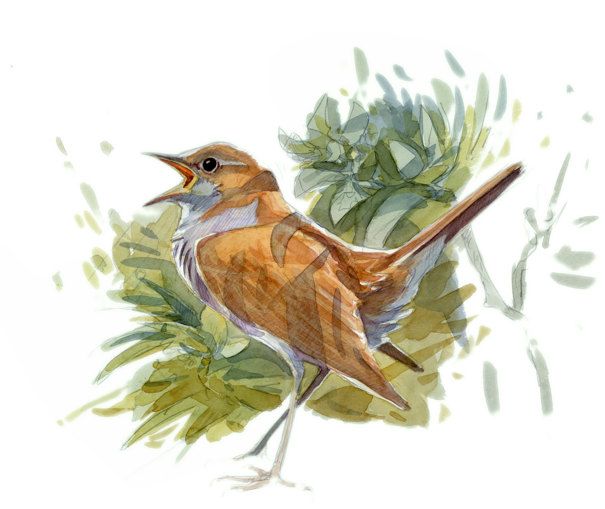 dansmaNature.ch. À la découverte du rossignol philomèle.