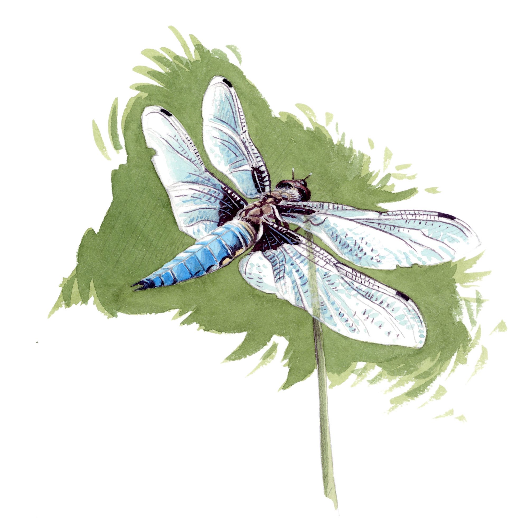 dansmaNature.ch. À la découverte de la libellule déprimée.