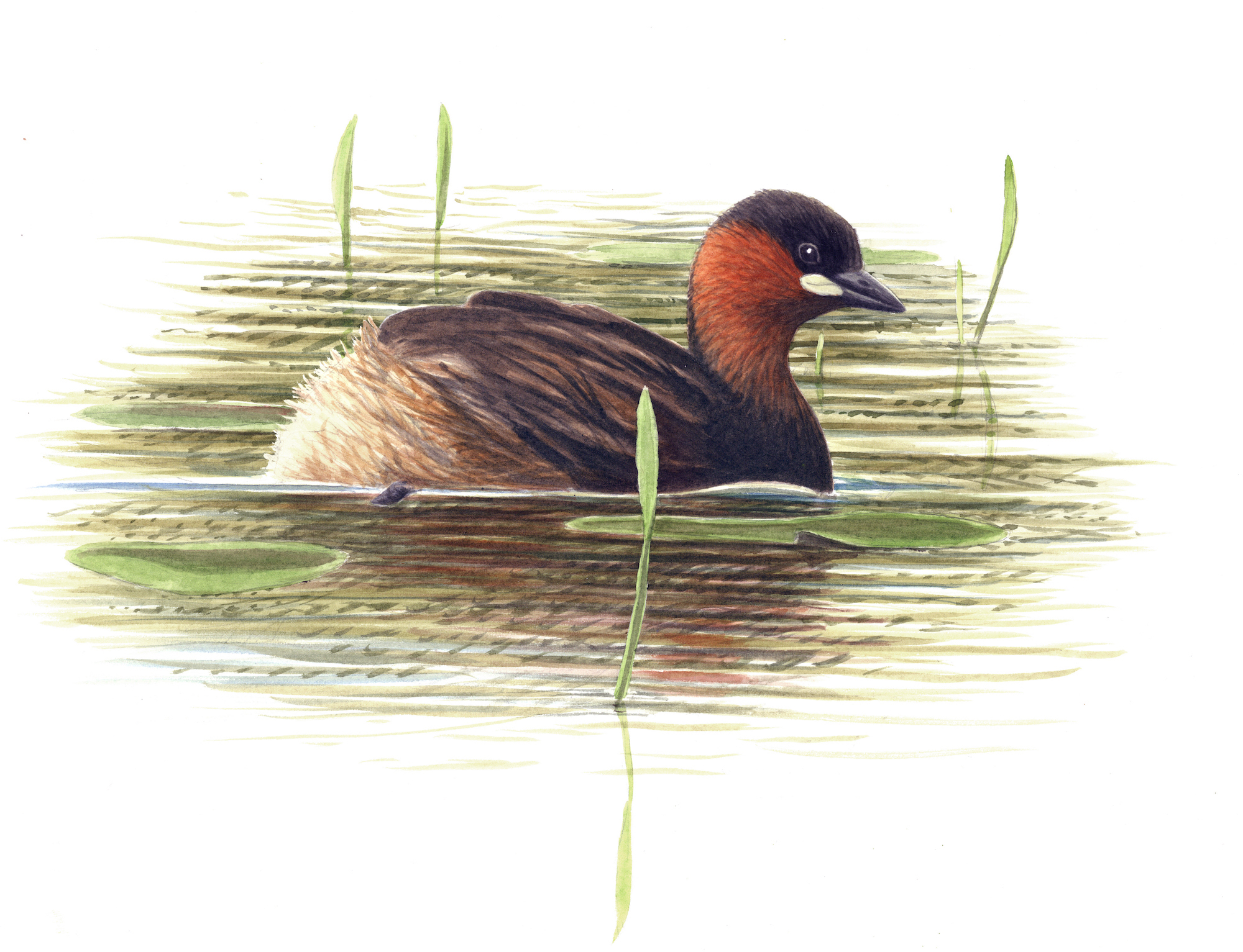 dansmaNature.ch. À la découverte du grèbe castagneux.