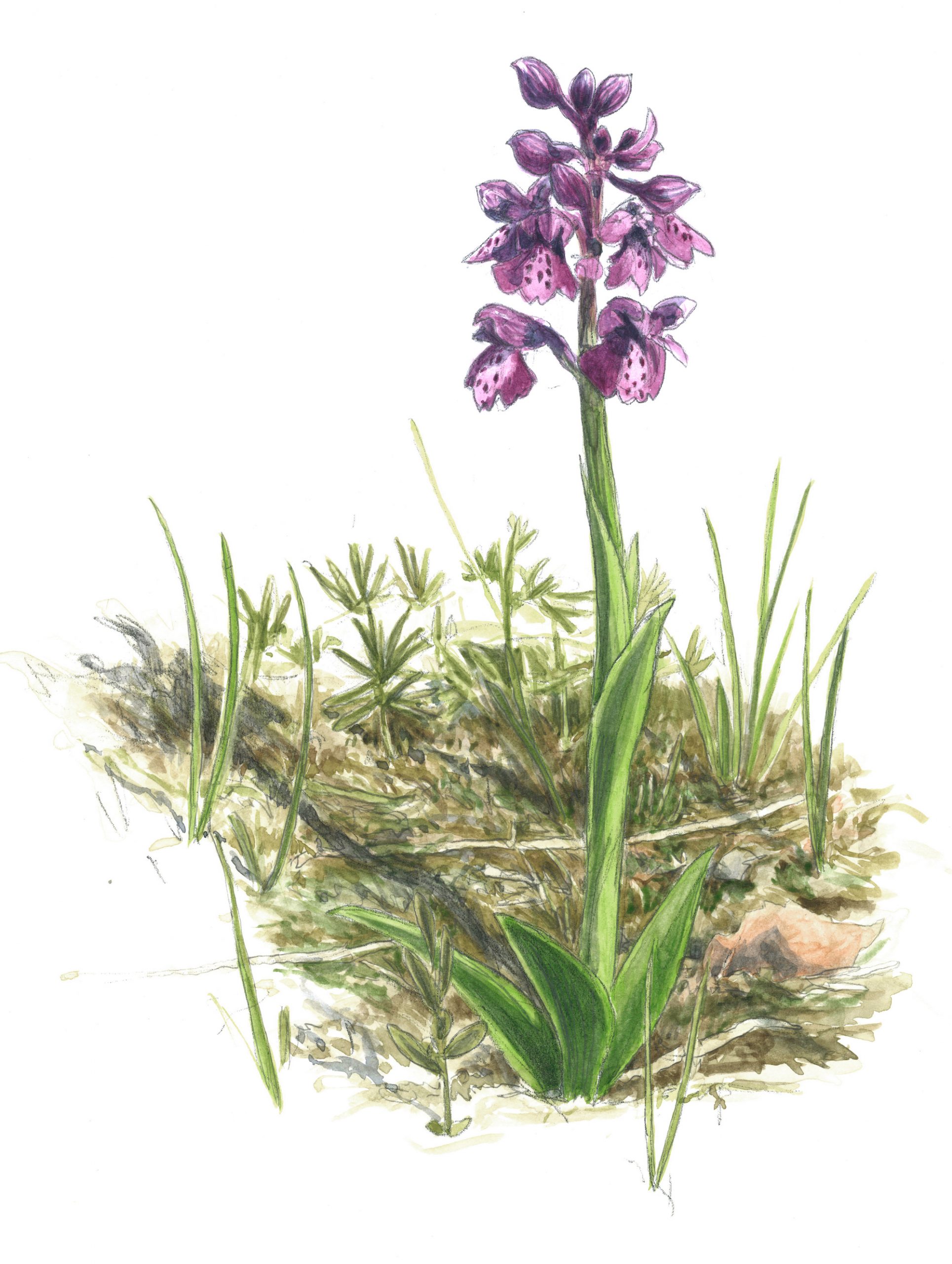 dansmaNature.ch. À la découverte de l'orchis bouffon.