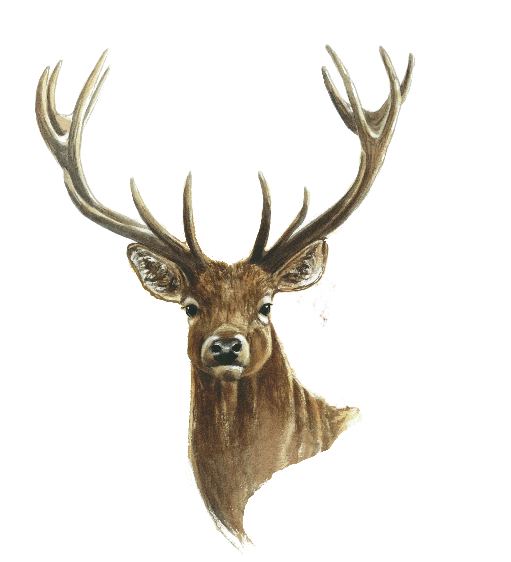 dansmaNature.ch. À la découverte du cerf élaphe.